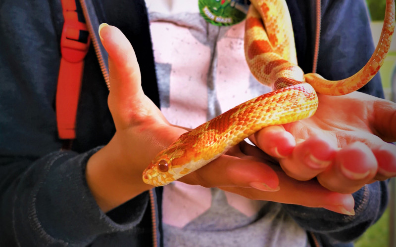 Hallowtween - Corny’s Cornevil